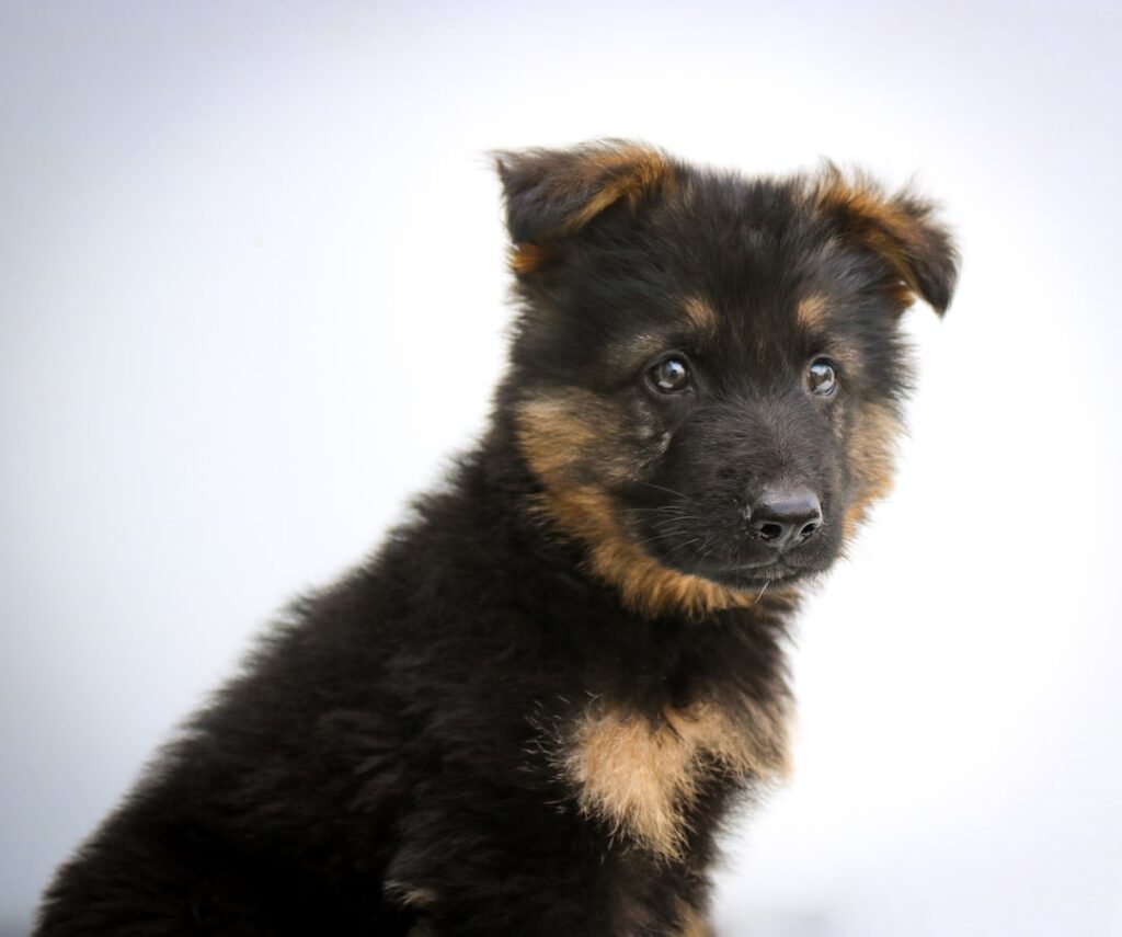 Training a German Shepherd Puppy: 2026 Best Guide