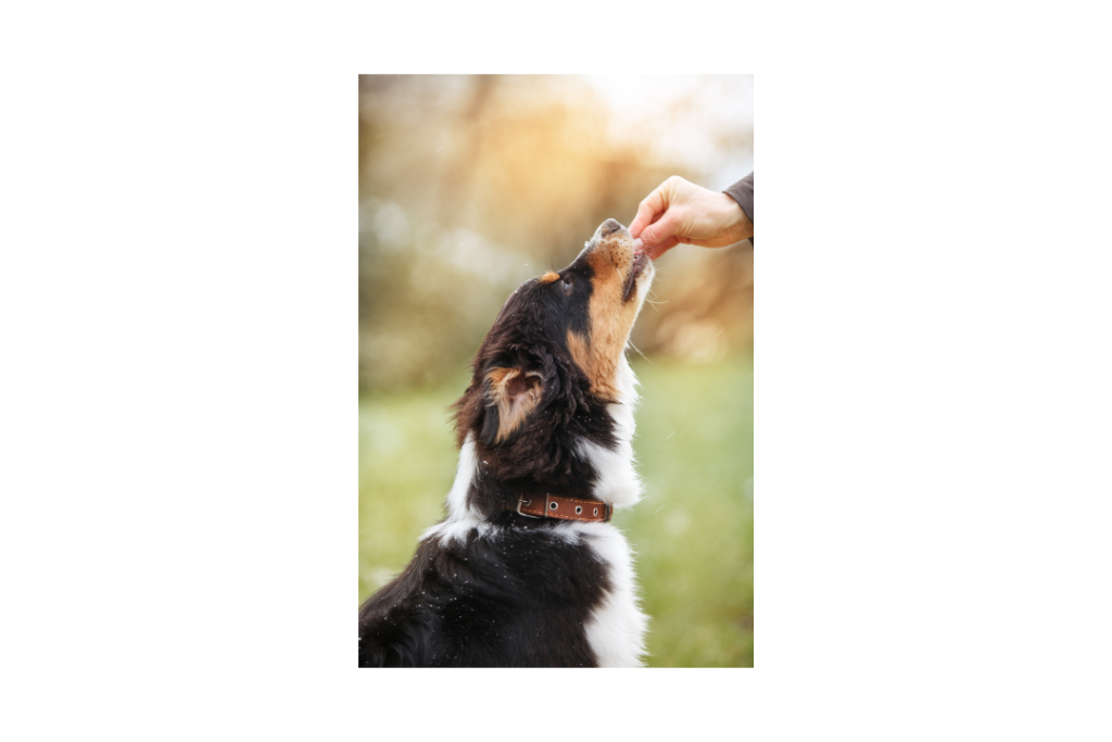 Training Australian Shepherd: Ultimate Happy Guide 2026